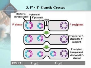 Conjugation: Discovery, F+, F- and Hfr conjugation, F- genetic crosses ...
