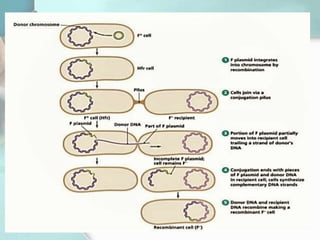 Conjugation Diagram