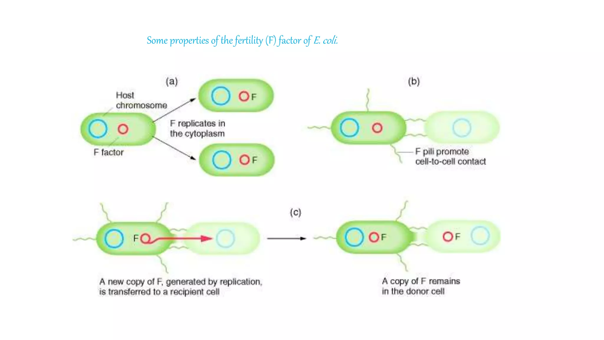 Bacterial Conjugation (Genetic recombination in Bacteria) | PPT