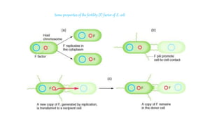 Bacterial Conjugation (Genetic recombination in Bacteria) | PPTX