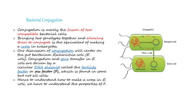 Bacterial Conjugation (Genetic recombination in Bacteria) | PPT