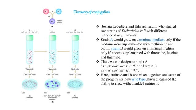 Bacterial Conjugation (Genetic recombination in Bacteria) | PPT