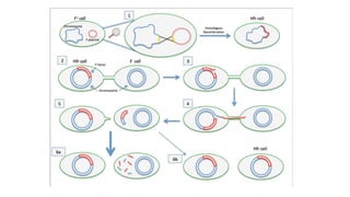 Bacterial Conjugation (Genetic recombination in Bacteria) | PPT