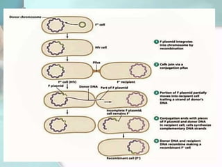 gene Transfer conjugation and conversion.pptx