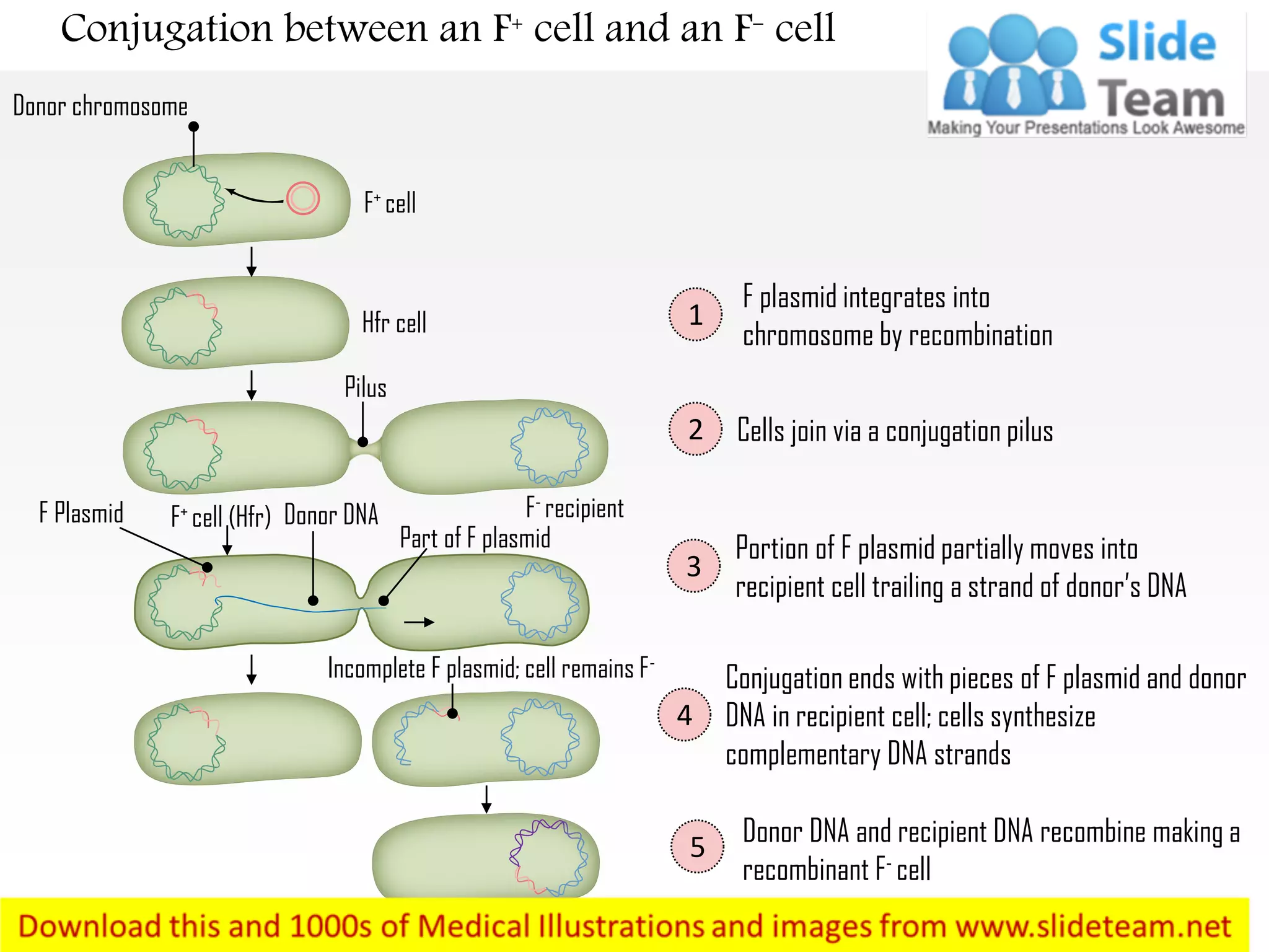 Conjugation between an f+ cell and an f cell medical images for power ...