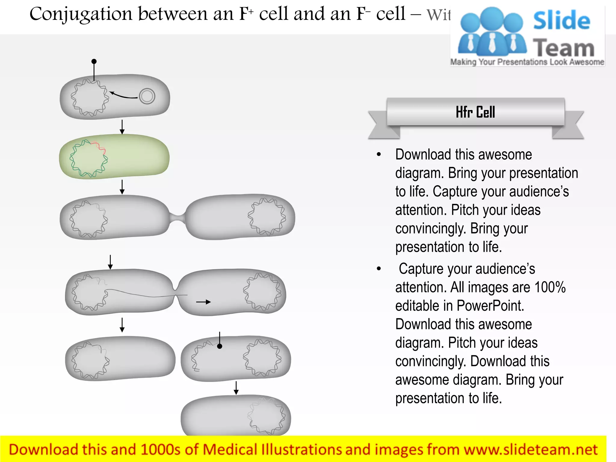 Conjugation between an f+ cell and an f cell medical images for power ...