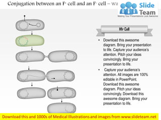 Conjugation between an f+ cell and an f cell medical images for power ...