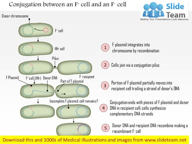 Conjugation between an f+ cell and an f cell medical images for powe…