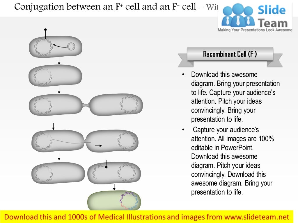 Conjugation between an f+ cell and an f cell medical images for powe…