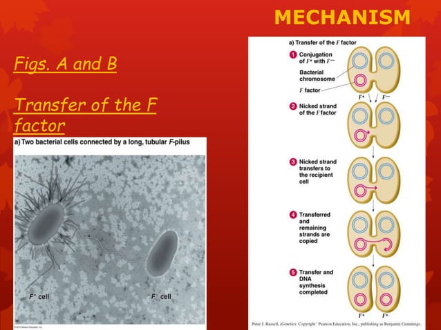 Conjugation mapping | PPTX | Biological Sciences | Science