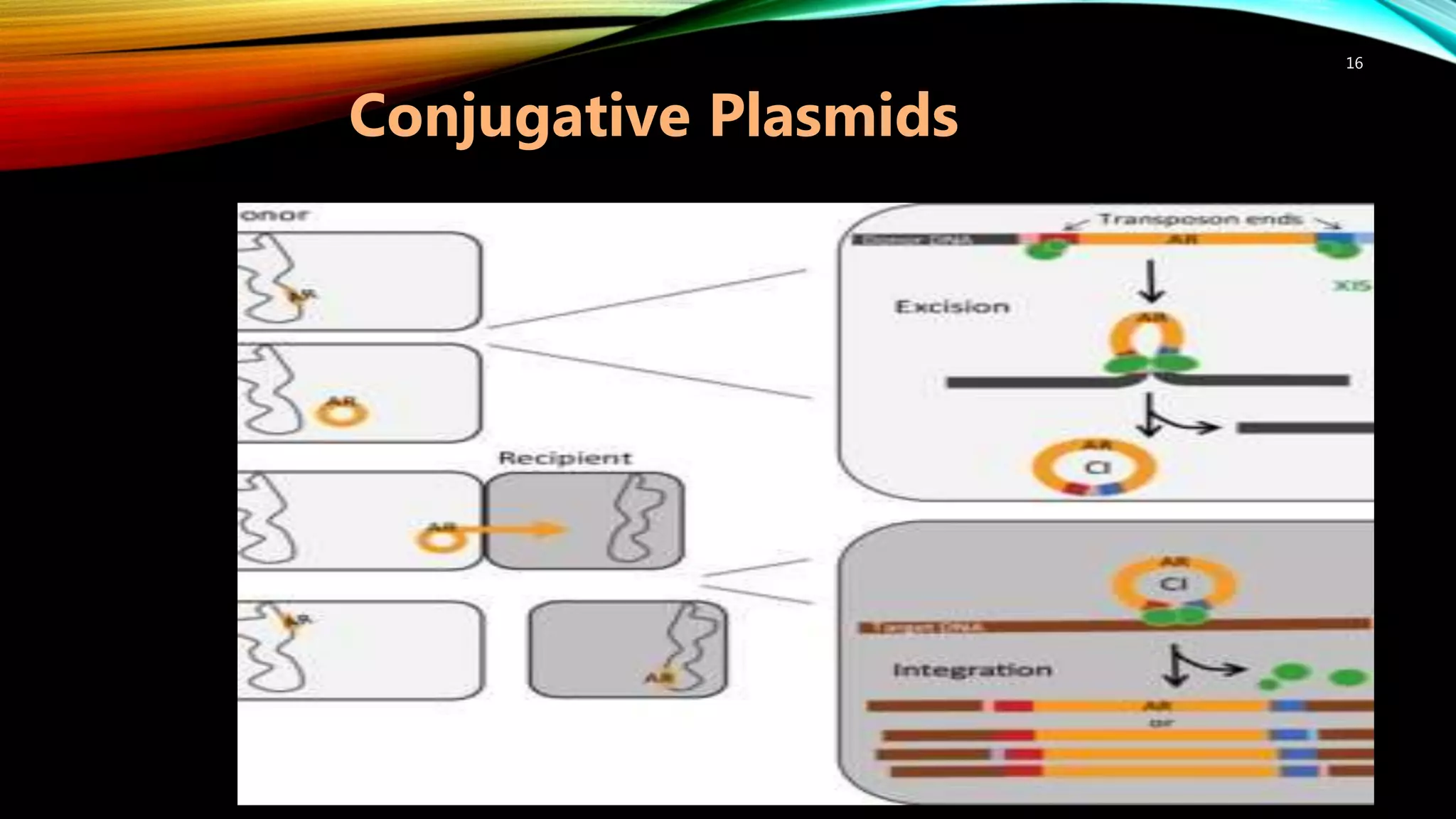 Conjugation, transposition and antibiotic resistance | PPTX