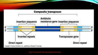 Conjugation, transposition and antibiotic resistance | PPTX ...