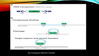 Conjugation, transposition and antibiotic resistance | PPTX ...