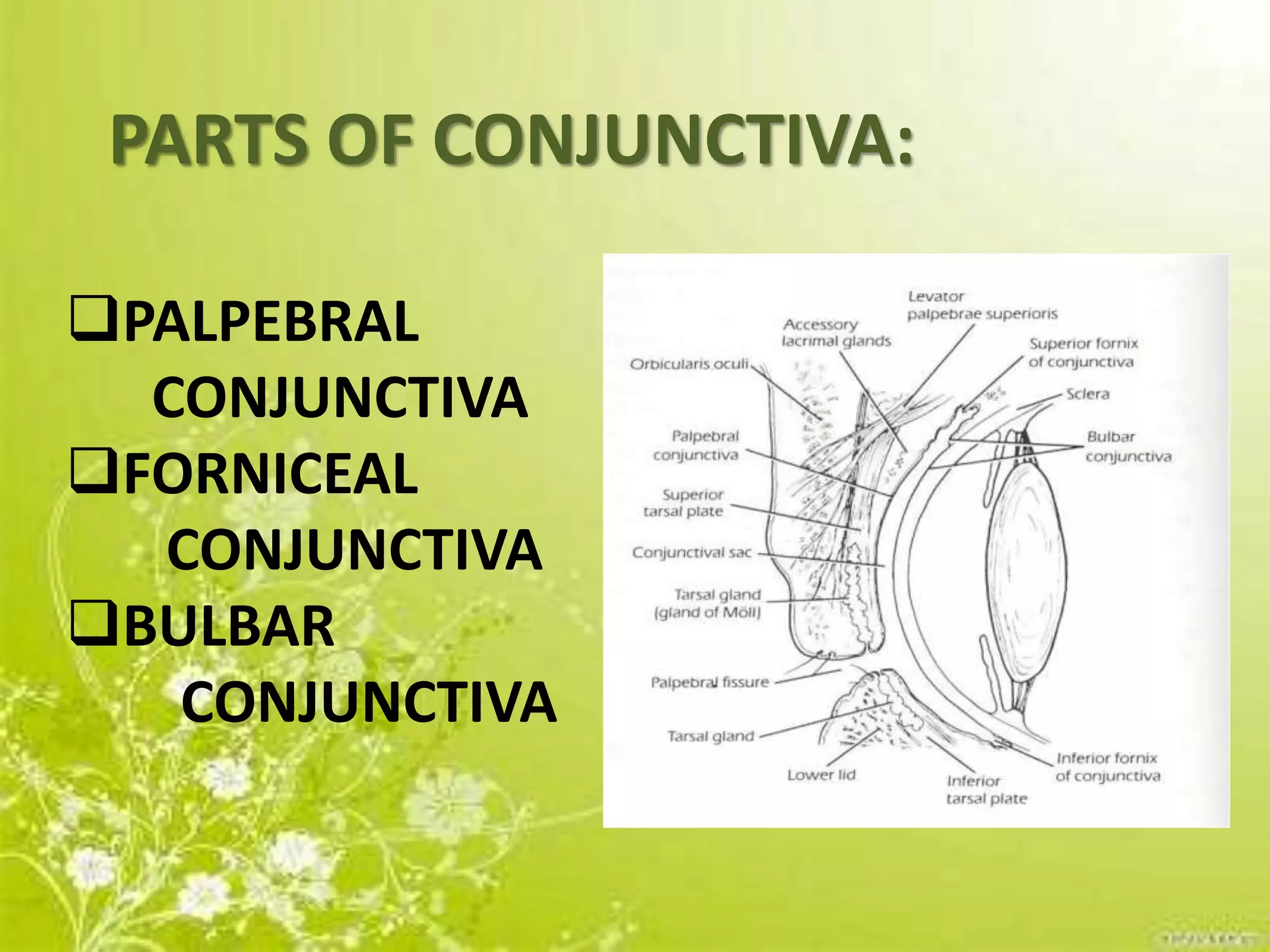 Conjunctiva | PPTX