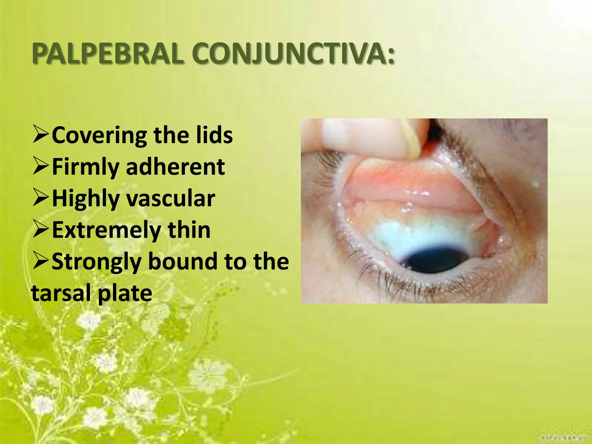 Conjunctiva | PPTX