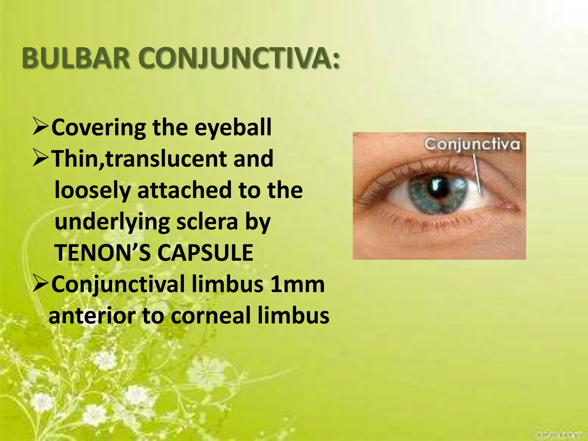 Conjunctiva | PPTX