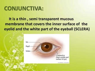 Conjunctiva | PPTX