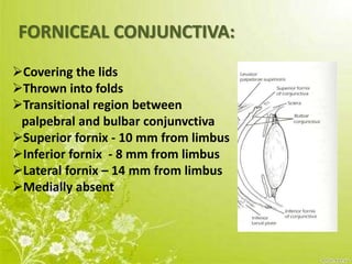 Conjunctiva | PPTX