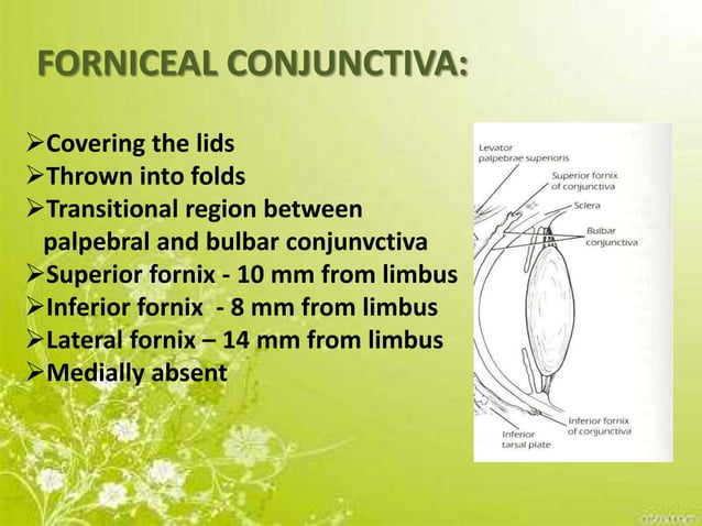 Conjunctiva | PPTX