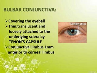 Conjunctiva | PPTX