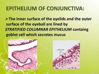 Conjunctiva | PPTX