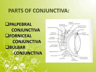 Eye Anatomy Conjunctiva