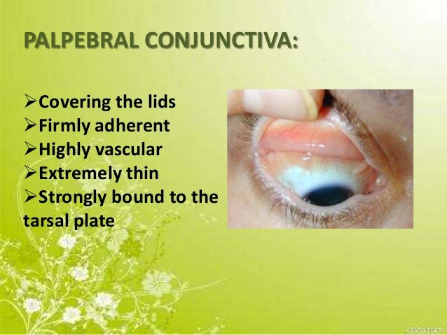 Conjunctiva