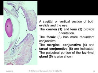 Conjunctiva | PPT