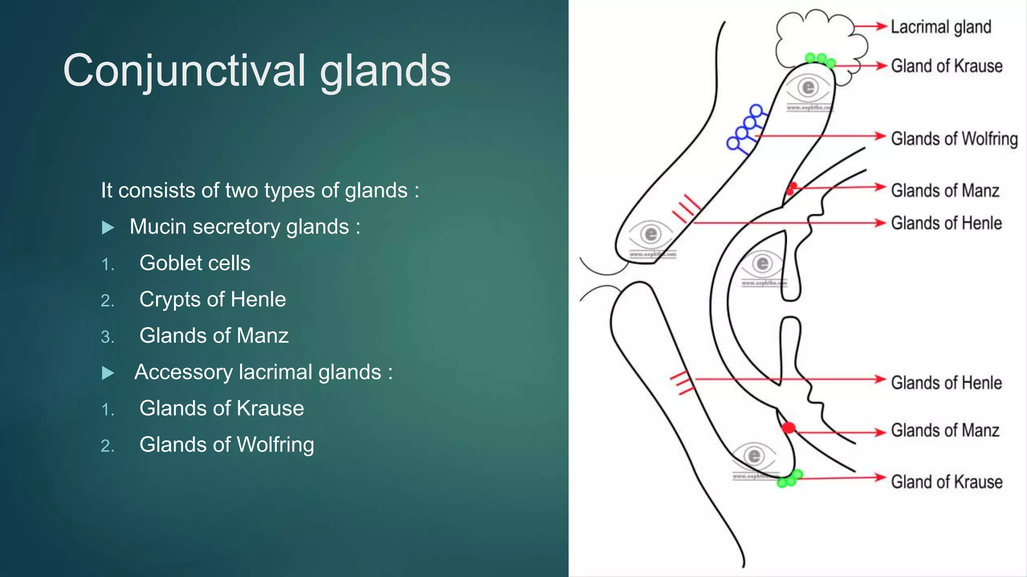 Conjunctiva and its Disorders | PPTX