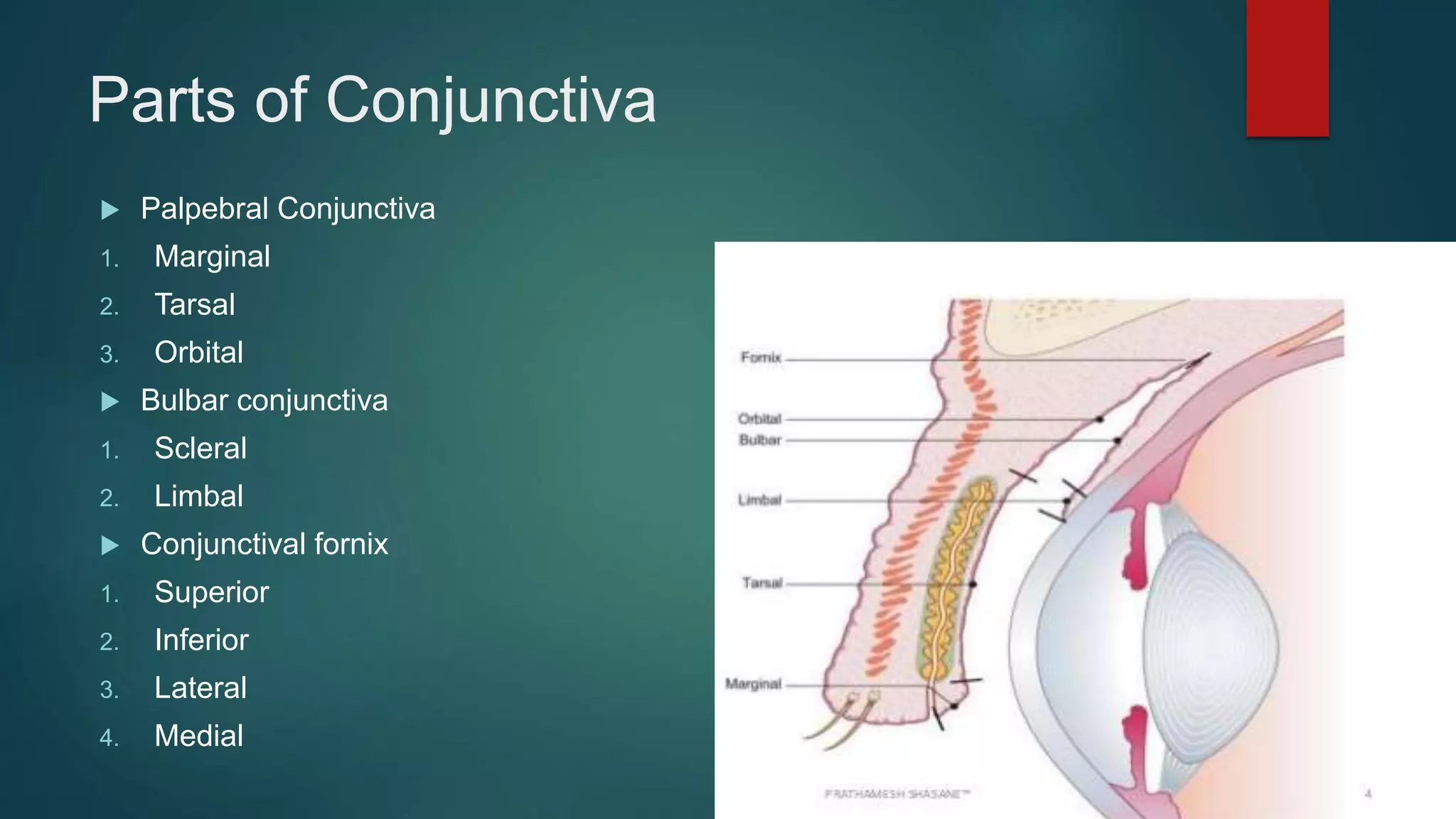 Conjunctiva and its Disorders | PPTX