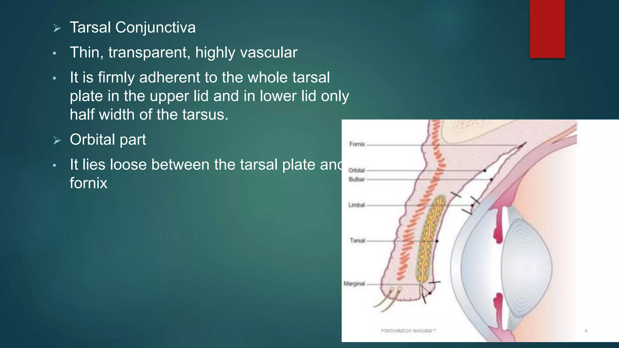 Conjunctiva and its Disorders | PPTX