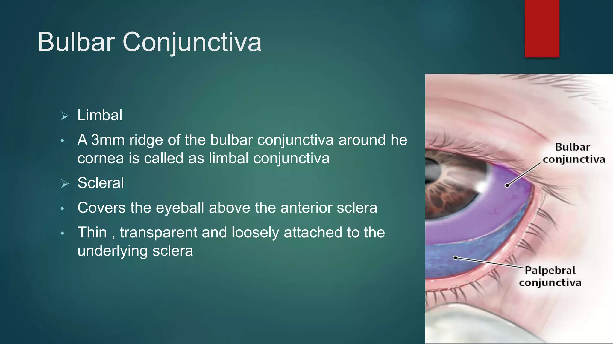 Conjunctiva and its Disorders | PPTX