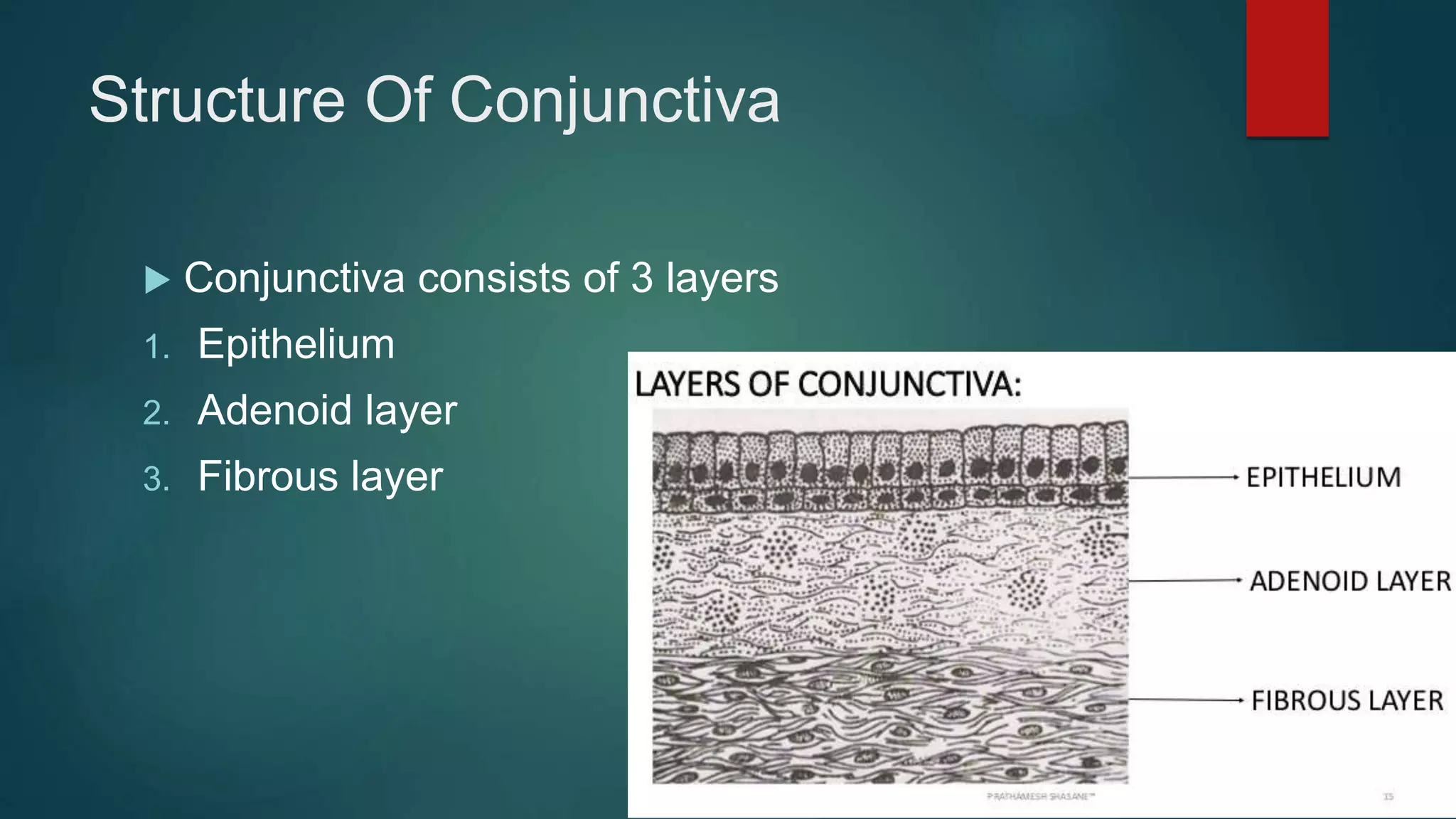 Conjunctiva and its Disorders | PPTX
