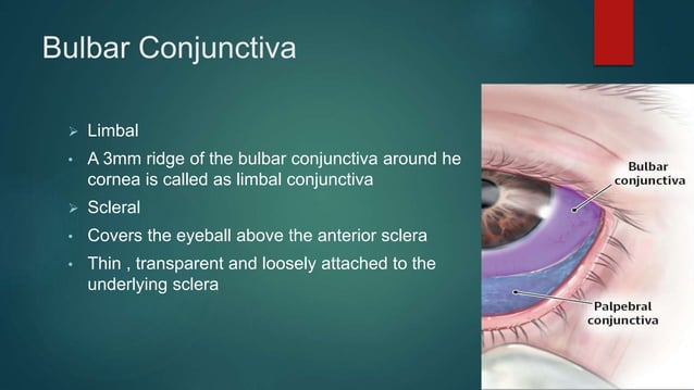 Conjunctiva and its Disorders | PPTX