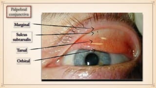 Conjunctiva | PPTX