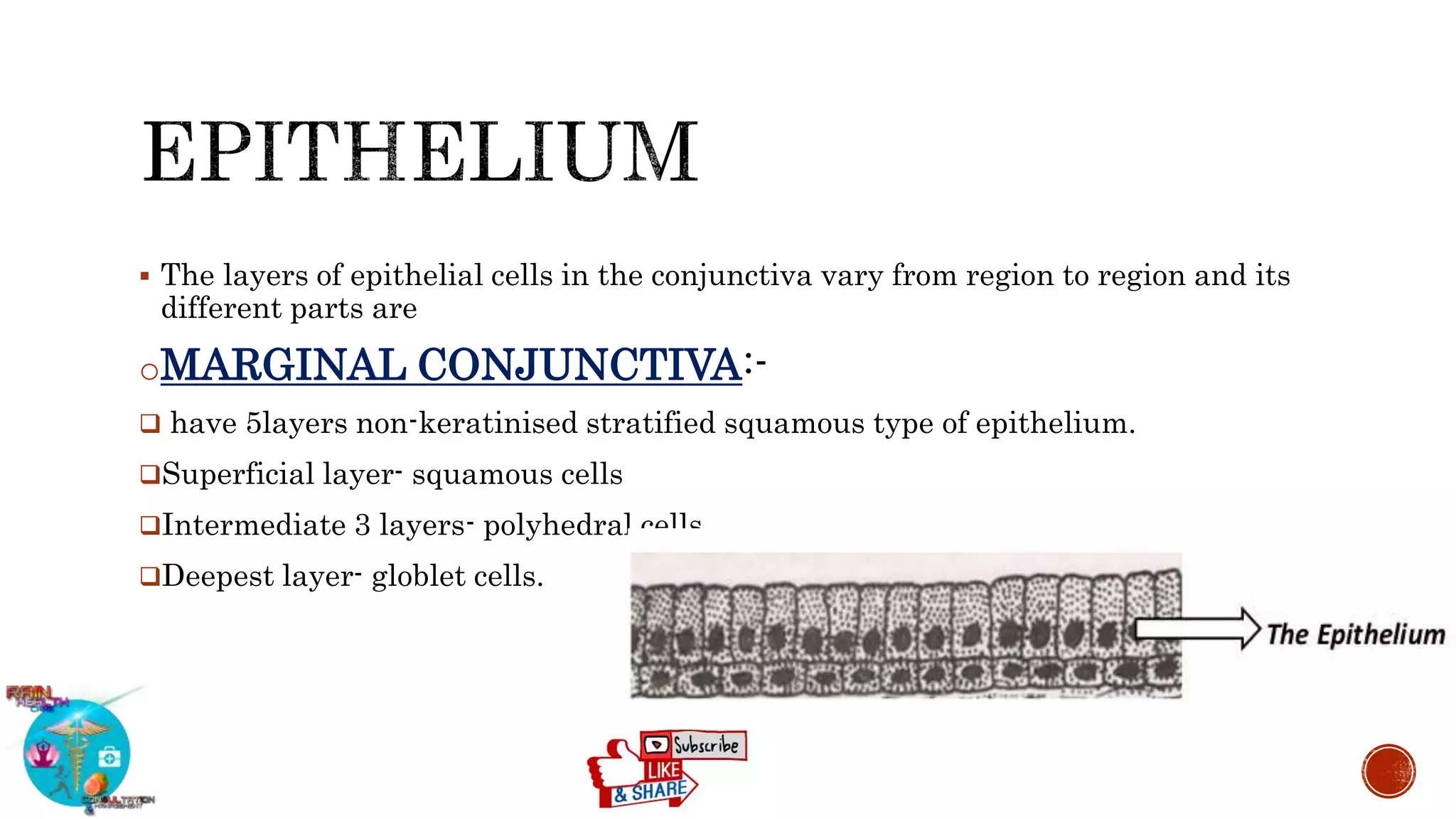 ANATOMY & HISTOLOGY OF CONJUNCTIVA | PPTX