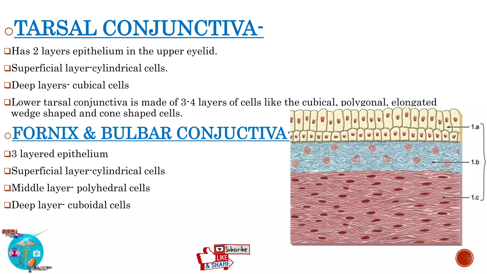Anatomy And Histology Of Conjunctiva Pptx