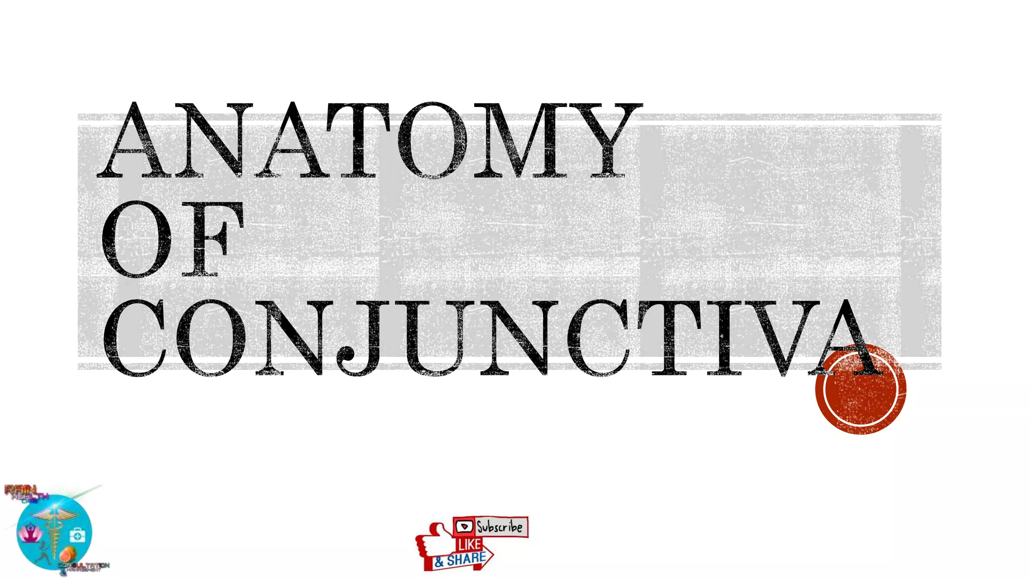 Anatomy And Histology Of Conjunctiva Pptx