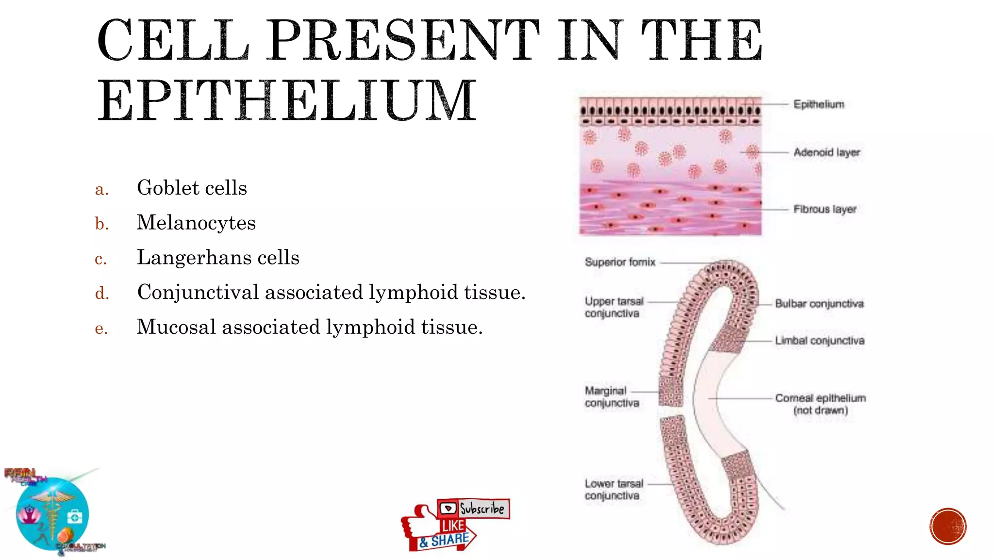 ANATOMY & HISTOLOGY OF CONJUNCTIVA | PPTX
