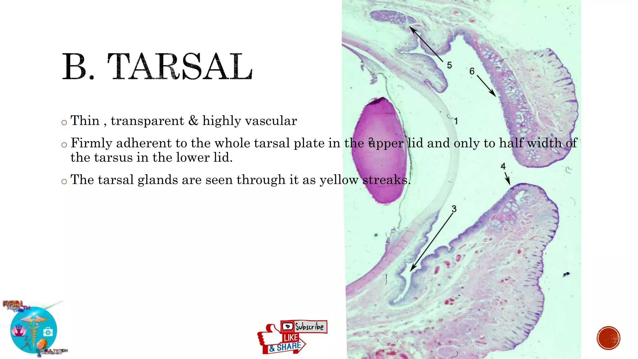 ANATOMY & HISTOLOGY OF CONJUNCTIVA | PPTX