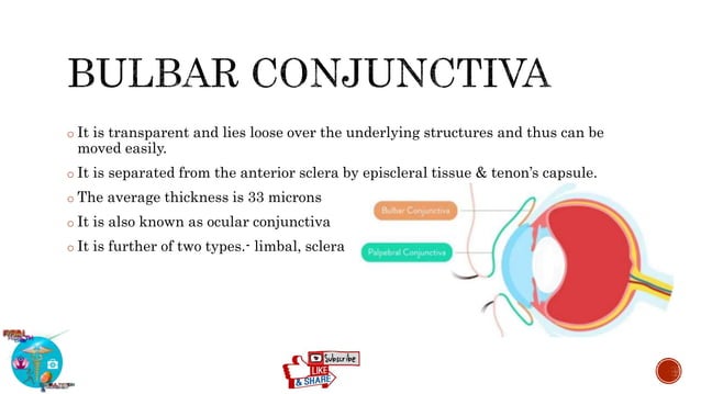 ANATOMY & HISTOLOGY OF CONJUNCTIVA | PPTX | Eye and Vision Conditions ...