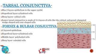 ANATOMY & HISTOLOGY OF CONJUNCTIVA | PPTX