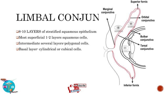 ANATOMY & HISTOLOGY OF CONJUNCTIVA | PPTX | Eye and Vision Conditions ...