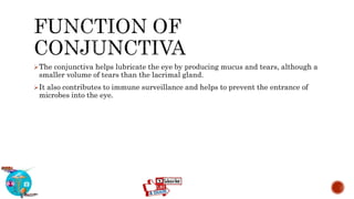ANATOMY & HISTOLOGY OF CONJUNCTIVA | PPTX
