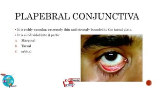 ANATOMY & HISTOLOGY OF CONJUNCTIVA | PPTX