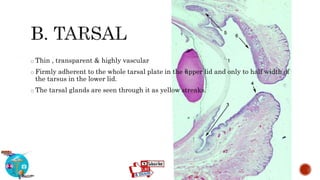 ANATOMY & HISTOLOGY OF CONJUNCTIVA | PPTX