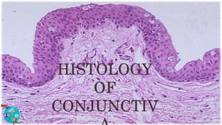 Conjunctiva Histology
