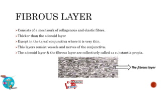Bulbar Conjunctiva Histology