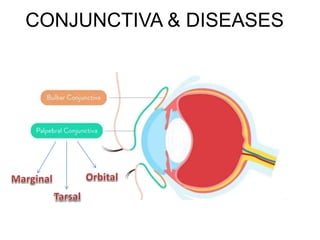 Conjunctiva | PPTX