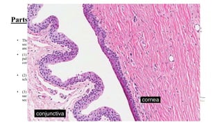conjunctiva.pptx | Eye and Vision Conditions | Diseases and Conditions